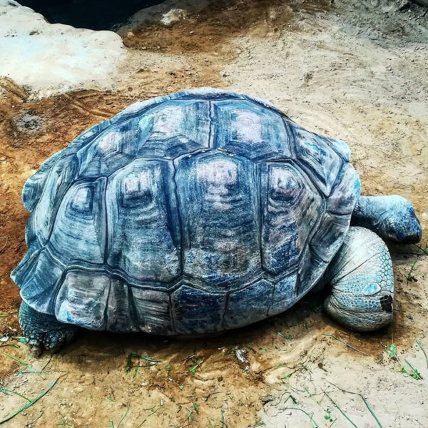 11 Adorable Island Animals to Visit | Journo Travel Journal